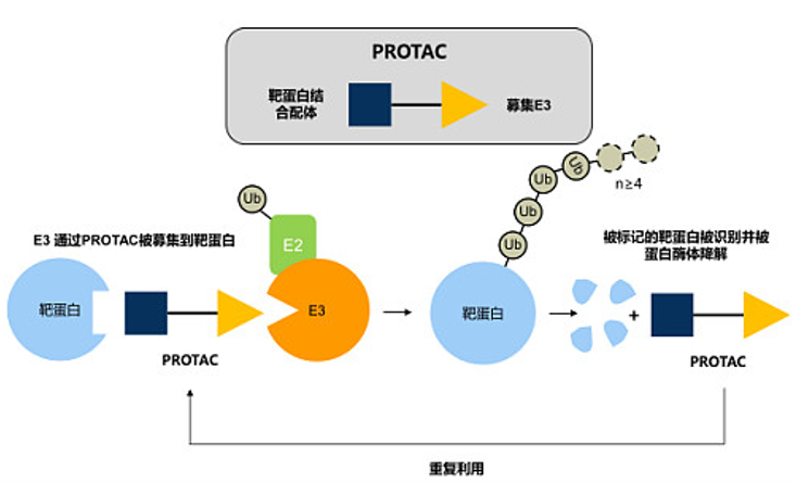 PROTAC，肺癌患者的新希望医药新闻-ByDrug-一站式医药资源共享中心-医药魔方