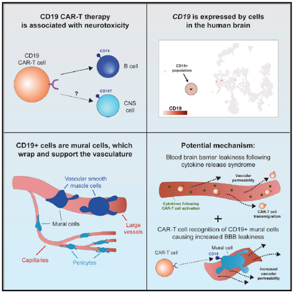 单细胞分析揭示表达CD19的脑壁细胞是CAR-T免疫治疗的潜在肿瘤外靶点医药新闻-ByDrug-一站式医药资源共享中心-医药魔方