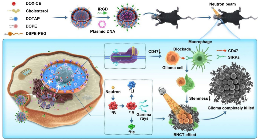 胶质细胞瘤中治疗性核通道BNCT药物联合靶向CD47的基因编辑医药新闻-ByDrug-一站式医药资源共享中心-医药魔方