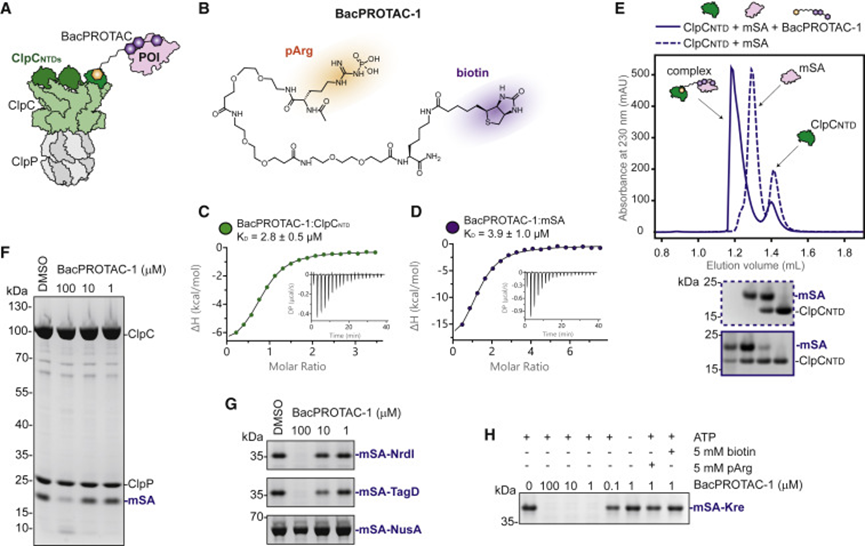 Cell重磅 | BacPROTAC来了！降解细菌蛋白，有望开发新型抗菌药物医药新闻-ByDrug-一站式医药资源共享中心-医药魔方