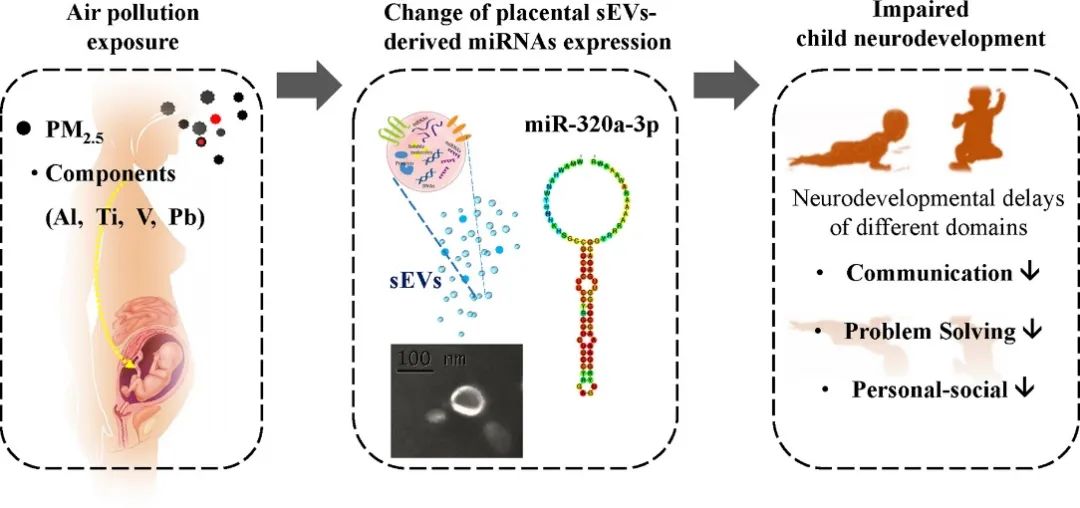警告：产前PM2.5高暴露和胎盘外泌体miRNA是新生儿神经发育迟缓的高危因素医药新闻-ByDrug-一站式医药资源共享中心-医药魔方