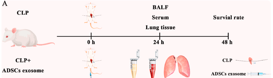 Redox Biol|脓毒症肺损伤中，干细胞外泌体miR-125b-5p减轻肺微血管内皮细胞铁死亡医药新闻-ByDrug-一站式医药资源共享中心-医药魔方