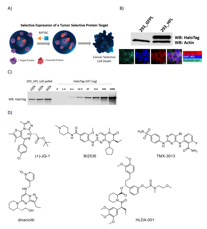 新锐！7600万美元融资，Craig Crews教授新公司开发RIPTAC疗法医药新闻-ByDrug-一站式医药资源共享中心-医药魔方