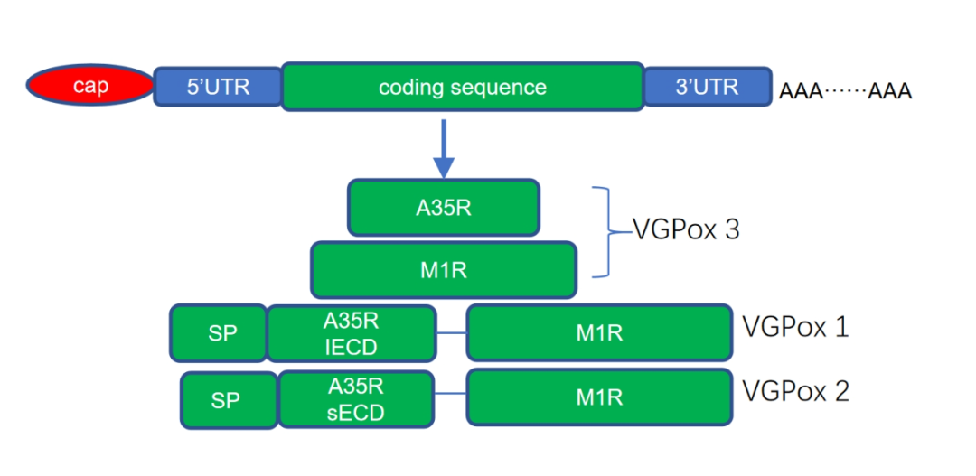 重磅新闻 丨 中国生物和复诺健在顶刊《Nature communications》发表自主研发猴痘mRNA疫苗文章医药新闻-ByDrug-一站式医药资源共享中心-医药魔方