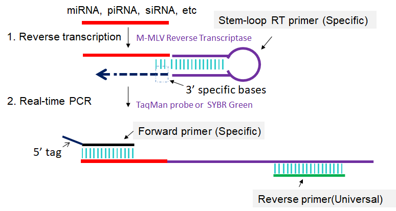 Stem-loop RT-qPCR在修饰siRNA寡核苷酸PK定量分析中的应用医药新闻-ByDrug-一站式医药资源共享中心-医药魔方