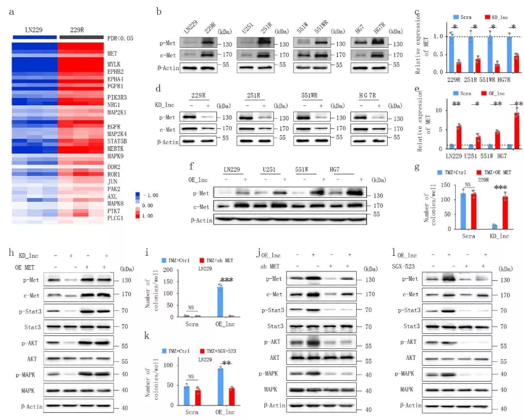 【Nat. Commun.】蒋传路联合康春生团队揭示LncTALC在胶质母细胞瘤治疗中的关键作用医药新闻-ByDrug-一站式医药资源共享中心 ...