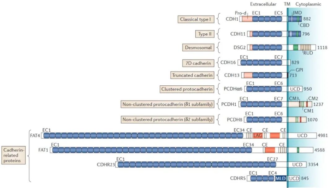 三优质品｜CDH17-下一个超越CLDN18.2的消化道肿瘤靶点？医药新闻-ByDrug-一站式医药资源共享中心-医药魔方