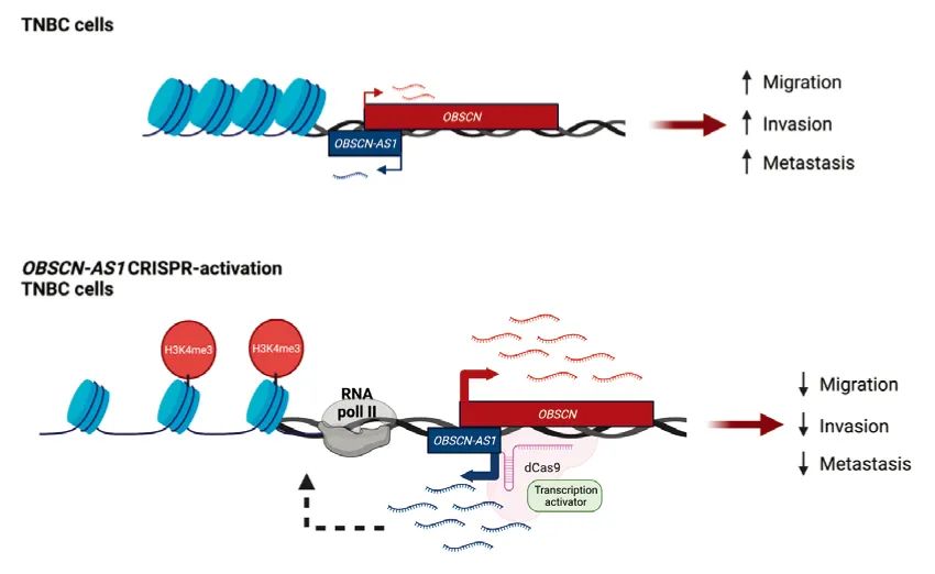 lncRNA研究进展盘点丨20230310期医药新闻-ByDrug-一站式医药资源共享中心-医药魔方