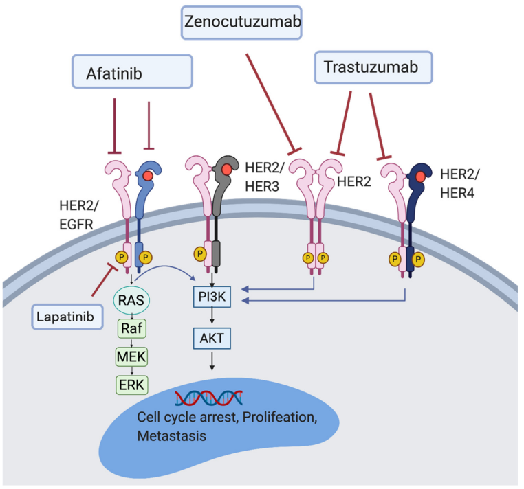 今年已有三款药物成功出海，HER2靶点究竟有何魅力？医药新闻-ByDrug-一站式医药资源共享中心-医药魔方