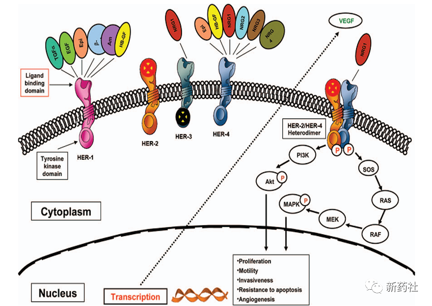 全球实况 | 中国生物制药HER2靶向ADC获批临床医药新闻-ByDrug-一站式医药资源共享中心-医药魔方