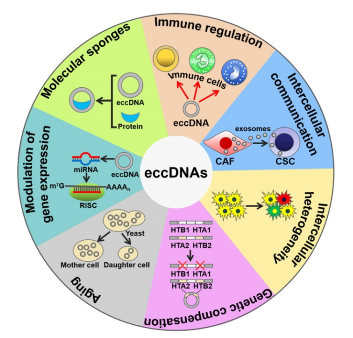 数风流研究，还看染色体外环状DNA医药新闻-ByDrug-一站式医药资源共享中心-医药魔方