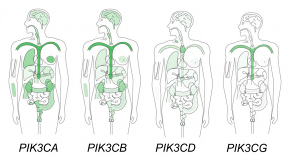 PI3K抑制剂的研发与应用，敢问路在何方？医药新闻-ByDrug-一站式医药资源共享中心-医药魔方