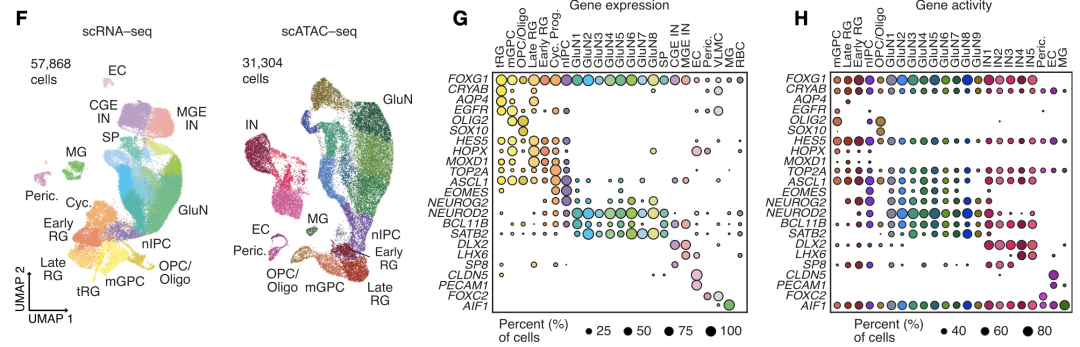 scRNA-seq联合scATAC-seq解析人大脑皮层发育的基因调控医药新闻-ByDrug-一站式医药资源共享中心-医药魔方