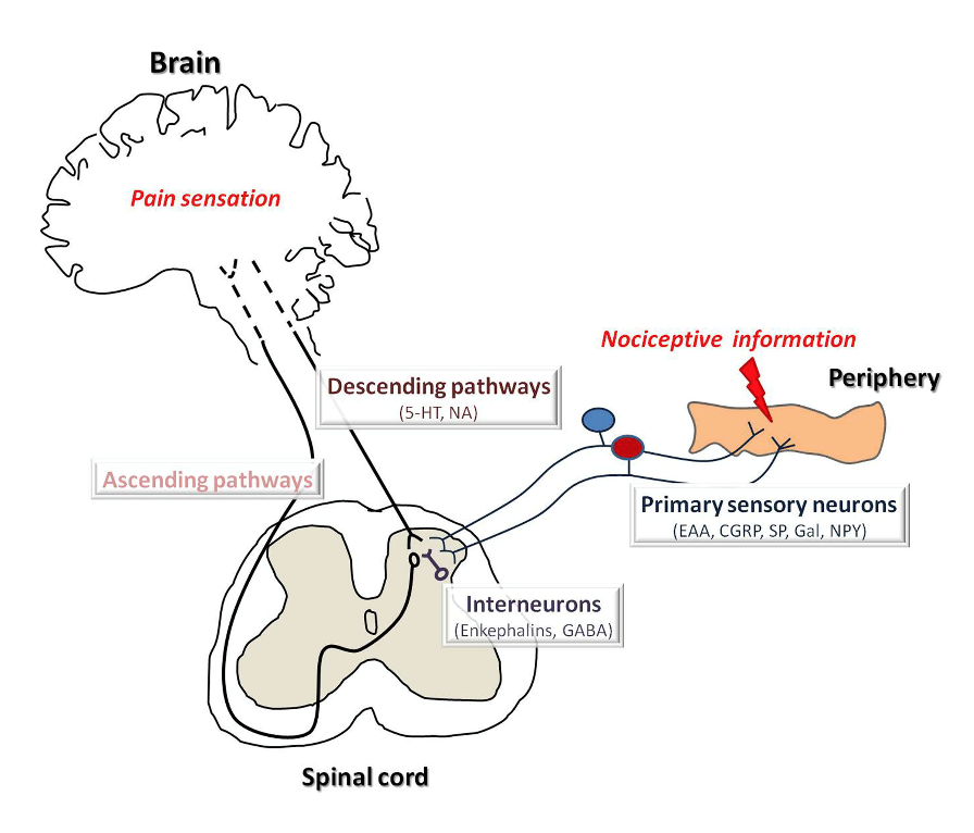 【Nat Neurosci.】全领域静默！杜克大学王帆研究组揭示全身麻醉激活杏仁核镇痛环路的神经机制！医药新闻-ByDrug-一站式医药资源共享中心-医药魔方