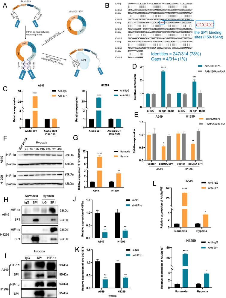 吉玛基因siRNA/miRNA相关产品、双荧光素酶质粒及fish探针助力非小细胞肺癌相关研究医药新闻-ByDrug-一站式医药资源共享中心-医药魔方