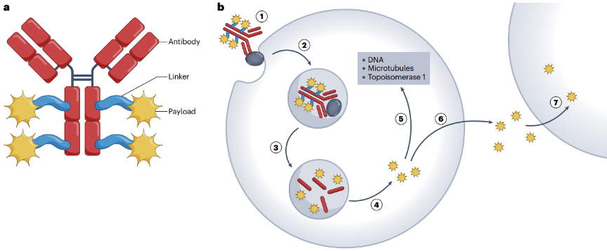 ADC未来之路医药新闻-ByDrug-一站式医药资源共享中心-医药魔方