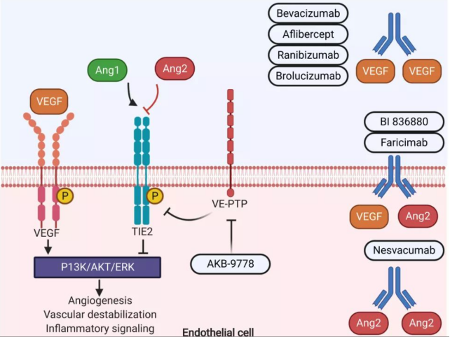研究报告 | 靶向Ang药物在研现状医药新闻-ByDrug-一站式医药资源共享中心-医药魔方