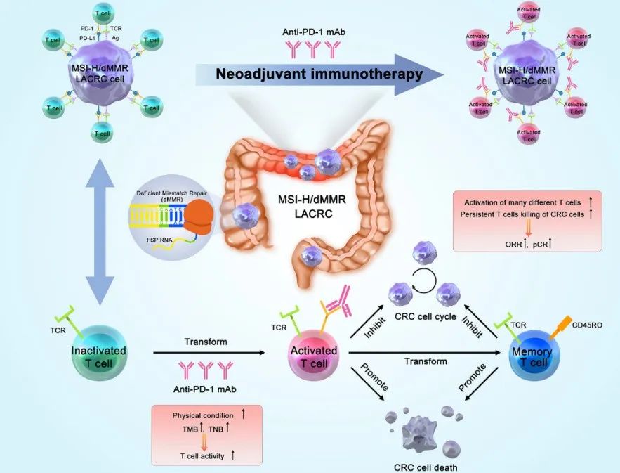 临床视听 | MSI-H/dMMR型局部晚期结直肠癌的新辅助免疫治疗新策略和新机遇医药新闻-ByDrug-一站式医药资源共享中心-医药魔方