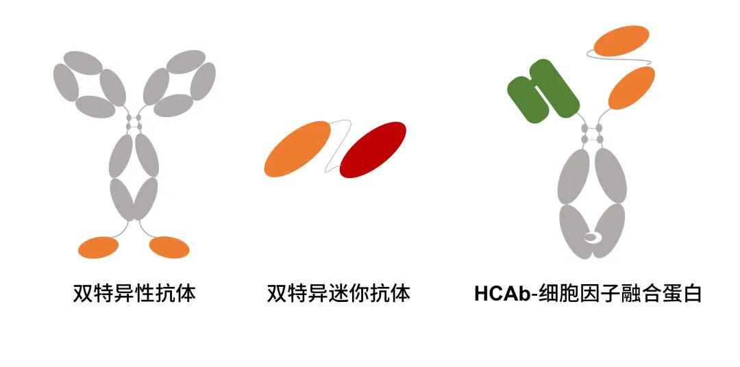 和铂医药推出HCAb PLUS™：打造新一代疗法，助力行业创新发展医药新闻-ByDrug-一站式医药资源共享中心-医药魔方