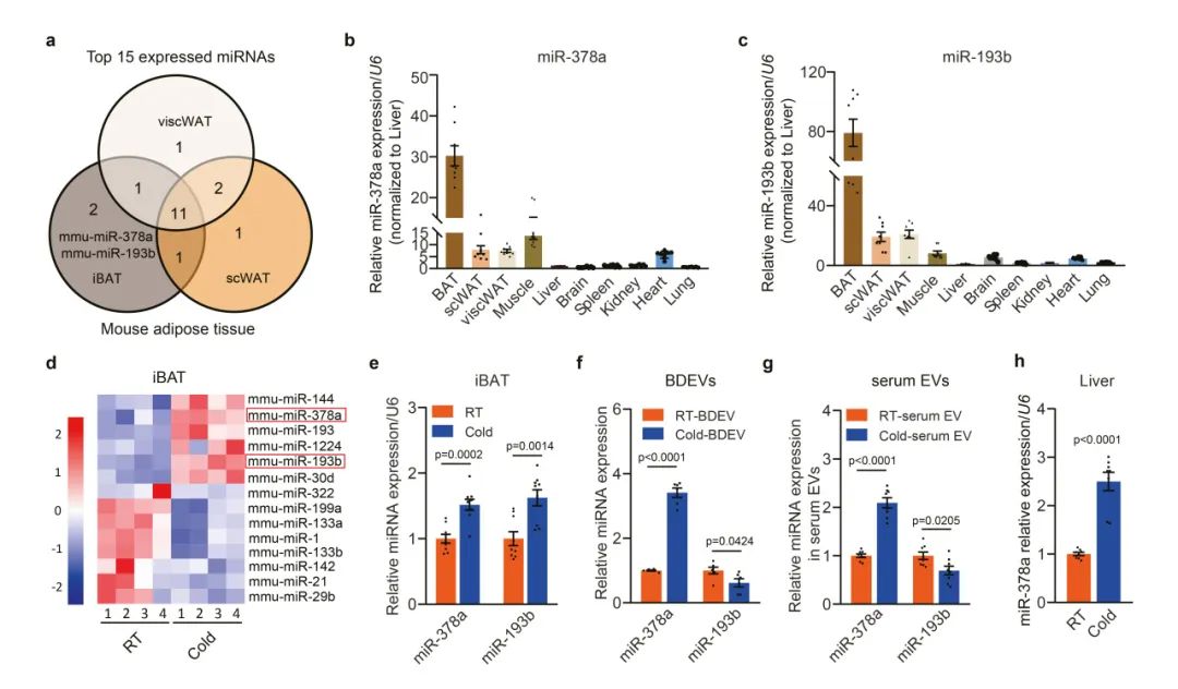 Nature子刊丨寒冷激活的棕色脂肪源性EV-miR-378a-3p刺激雄性小鼠肝脏糖异生医药新闻-ByDrug-一站式医药资源共享中心-医药魔方