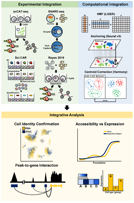 从数据分析到结论产生，谈谈scATAC-seq医药新闻-ByDrug-一站式医药资源共享中心-医药魔方