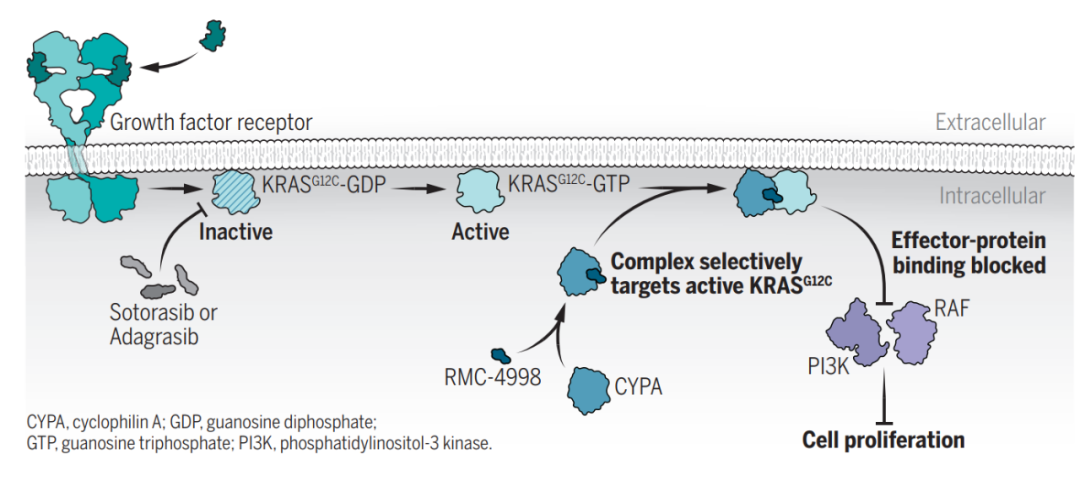 Science：挑战KRAS，分子胶来了！医药新闻-ByDrug-一站式医药资源共享中心-医药魔方