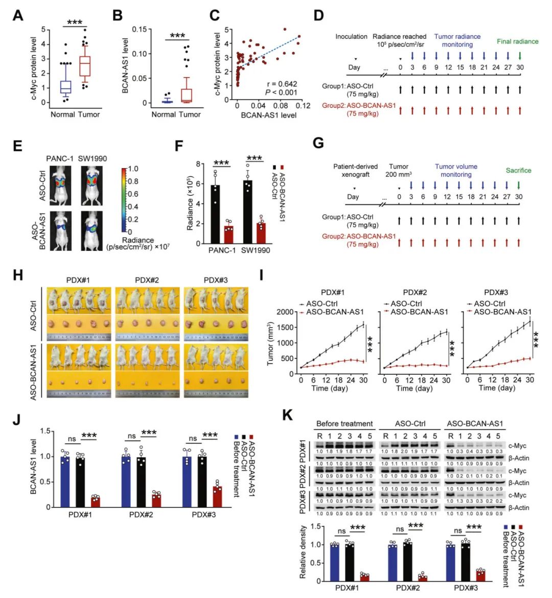 Nature子刊丨LncRNA BCAN-AS1通过m6A介导的与SNIP1结合来稳定c-Myc从而促进胰腺癌医药新闻-ByDrug-一站式 ...