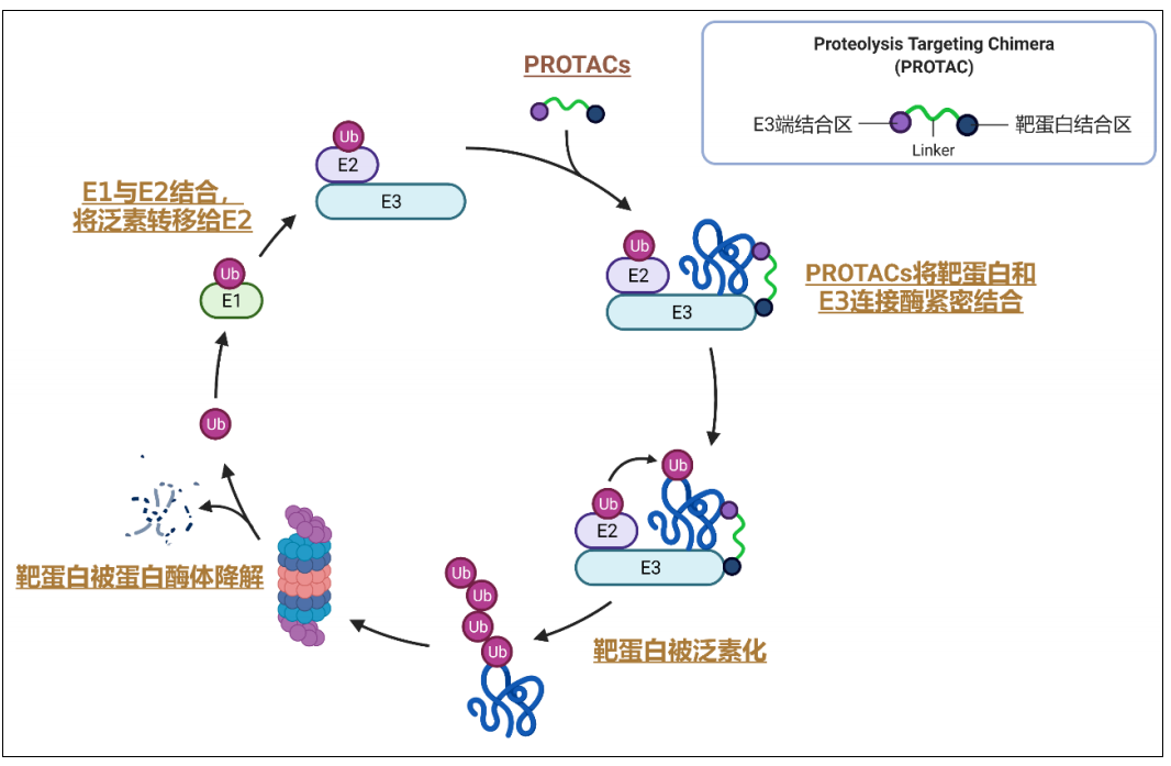 PROTAC领域重要发现：1篇论文“揭秘”76个潜力E3连接酶 | Nature子刊医药新闻-ByDrug-一站式医药资源共享中心-医药魔方