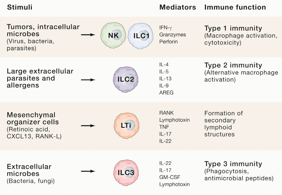 固有淋巴细胞：免疫系统先锋队医药新闻-ByDrug-一站式医药资源共享中心-医药魔方