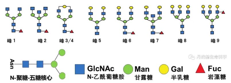 抗体药物糖基化修饰的主要分析技术医药新闻-ByDrug-一站式医药资源共享中心-医药魔方