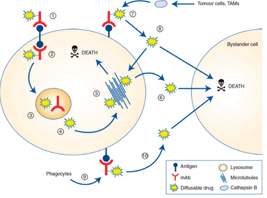 ADC毒性作用机制及提高ADC耐受策略医药新闻-ByDrug-一站式医药资源共享中心-医药魔方