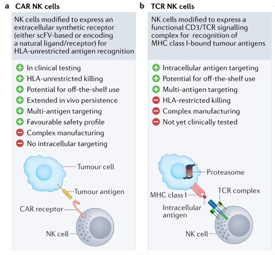 NK细胞在抗肿瘤过继性细胞免疫治疗中的应用医药新闻-ByDrug-一站式医药资源共享中心-医药魔方