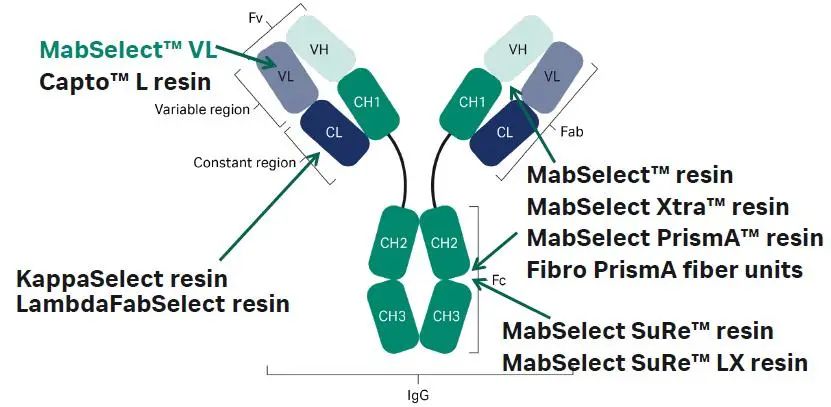 助力生产，聚焦未来 | 新世代抗体亲和填料MabSelect VL全新规格上市医药新闻-ByDrug-一站式医药资源共享中心-医药魔方