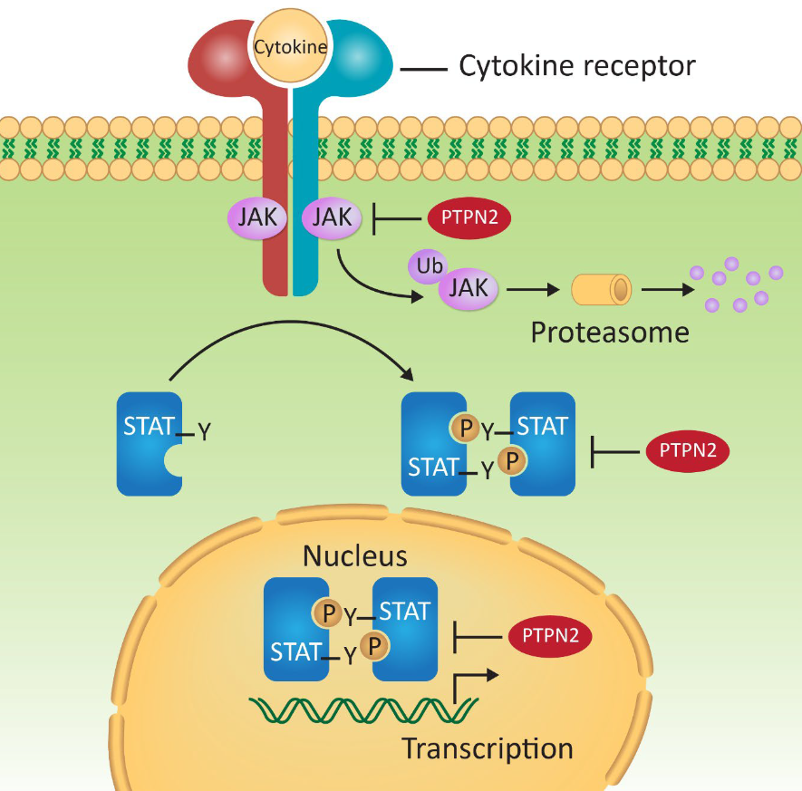 PTPN1/2的不可成药历史，将被它改写医药新闻-ByDrug-一站式医药资源共享中心-医药魔方