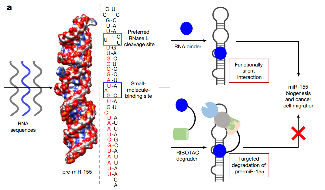 Nature：挑战MYC，RIBOTAC来了！医药新闻-ByDrug-一站式医药资源共享中心-医药魔方