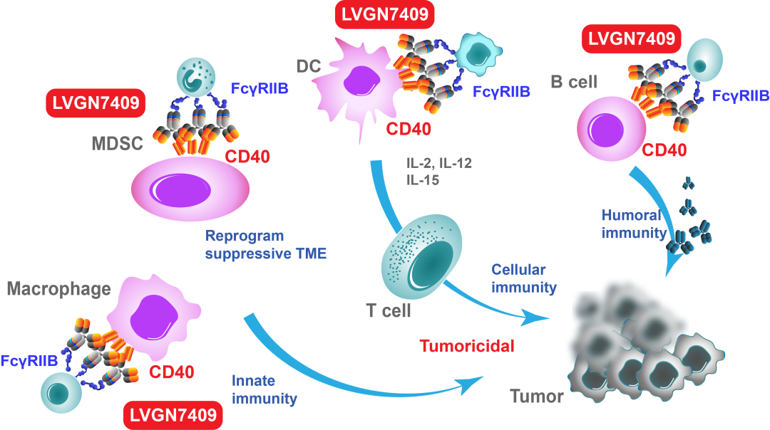 礼进生物和BMS合作CD40激动抗体LVGN7409中美肺癌II期临床获批医药新闻-ByDrug-一站式医药资源共享中心-医药魔方