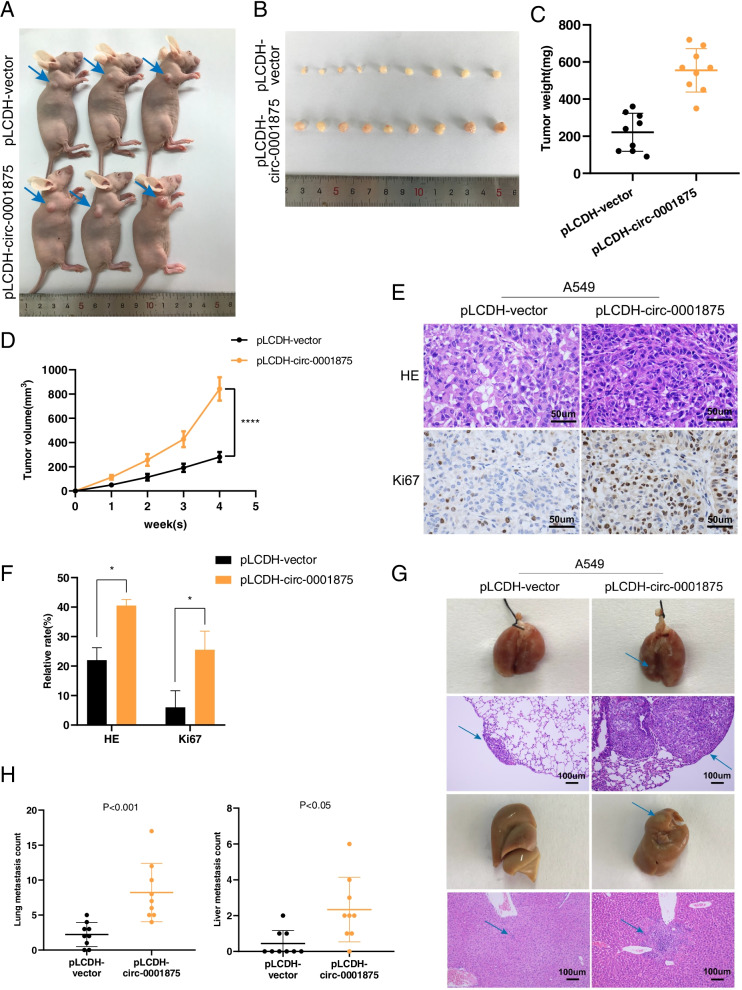 吉玛基因siRNA/miRNA相关产品、双荧光素酶质粒及fish探针助力非小细胞肺癌相关研究医药新闻-ByDrug-一站式医药资源共享中心-医药魔方