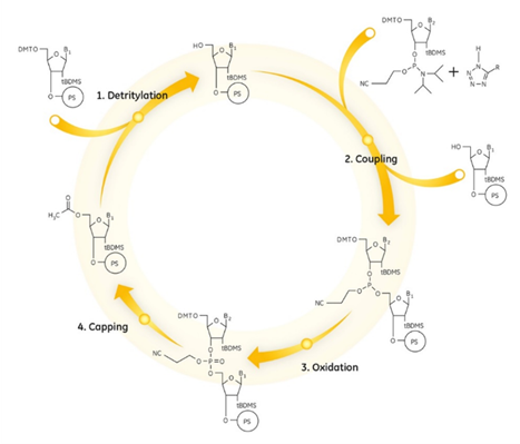 小核酸药物深度研究系列（三）深度解析小核酸药物从CMC至NDA关键环节的核心要点医药新闻-ByDrug-一站式医药资源共享中心-医药魔方