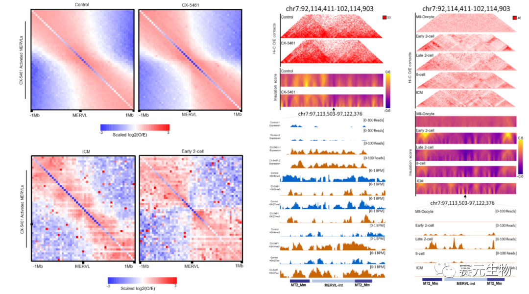 Nature子刊 | 赛元生物创始人/浙江大学张进发现小鼠ES-2C-like 细胞的命运转变的关键调控机制医药新闻-ByDrug-一站式医药 ...