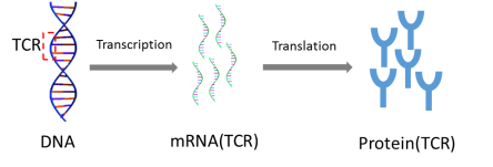 一文讲清！免疫组测序技术研究：RNA VS DNA？多重PCR VS 5'RACE？医药新闻-ByDrug-一站式医药资源共享中心-医药魔方