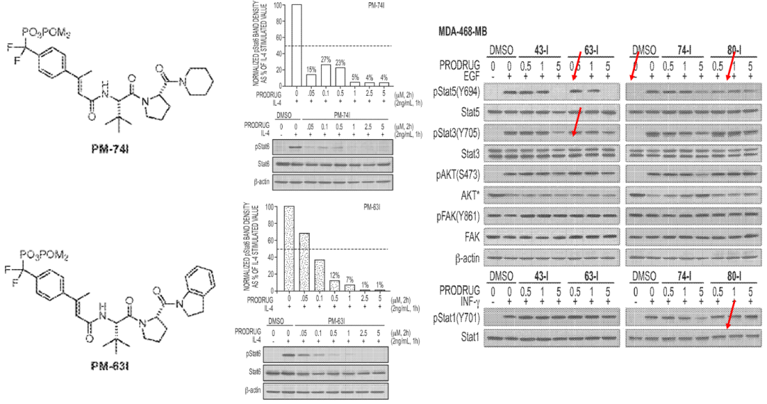 靶向难成药靶点STAT的磷酸肽类抑制剂：花开两朵，各表一枝医药新闻-ByDrug-一站式医药资源共享中心-医药魔方