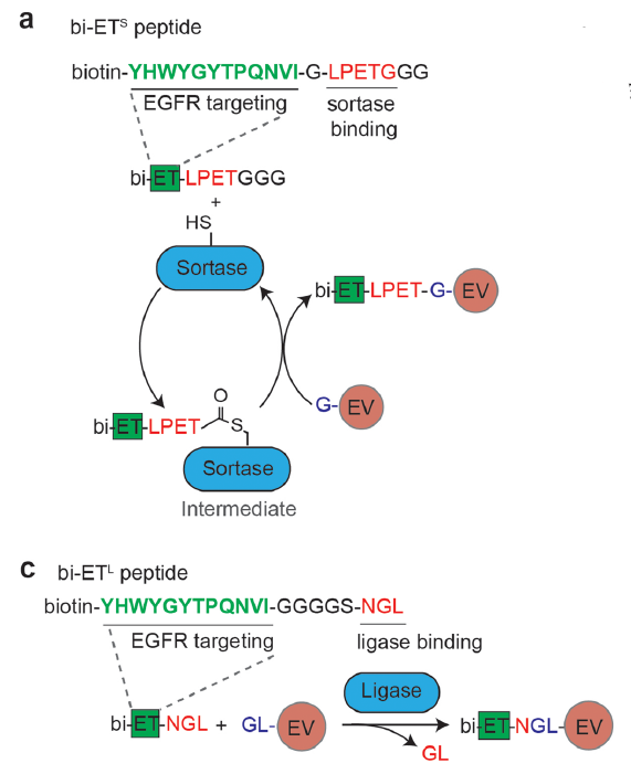 GE11让肿瘤庇护神EGFR无可遁形医药新闻-ByDrug-一站式医药资源共享中心-医药魔方