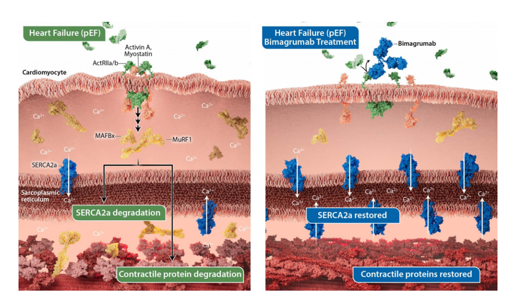 19.25亿美元！礼来收购Versanis Bio，持续加注减肥资产医药新闻-ByDrug-一站式医药资源共享中心-医药魔方