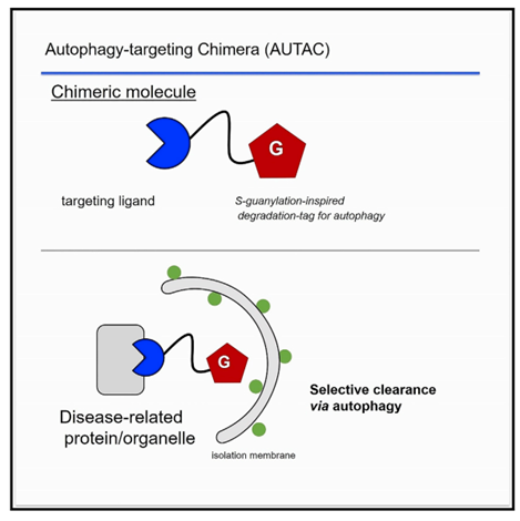 史上最全 | 靶向溶酶体途径的降解新技术医药新闻-ByDrug-一站式医药资源共享中心-医药魔方