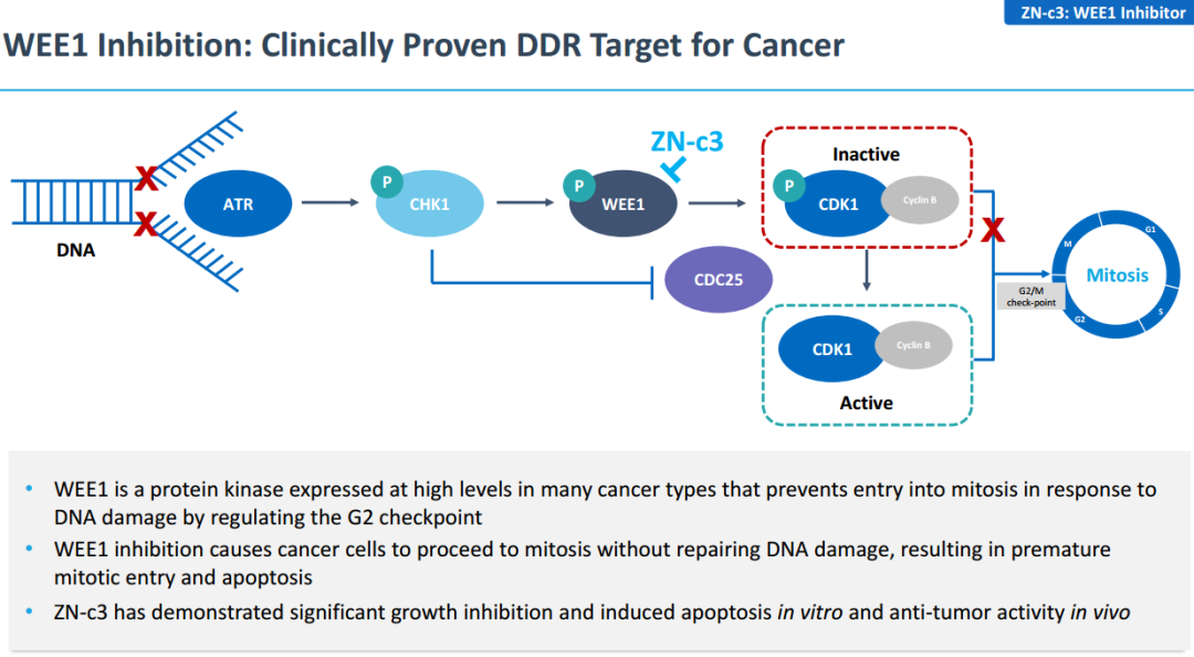 first-in-class口服WEE1抑制剂获FDA快速通道资格医药新闻-ByDrug-一站式医药资源共享中心-医药魔方