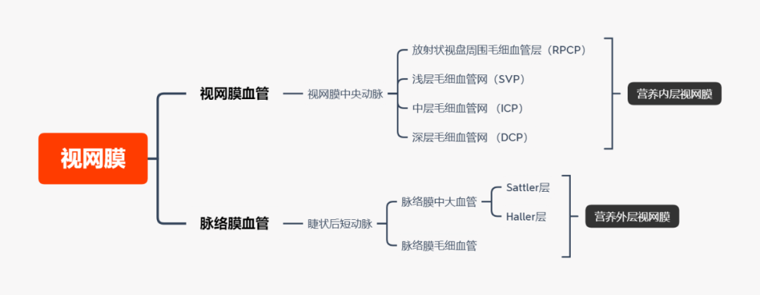 OCTA报告解读 | 教你层层分析识病变医药新闻-ByDrug-一站式医药资源共享中心-医药魔方