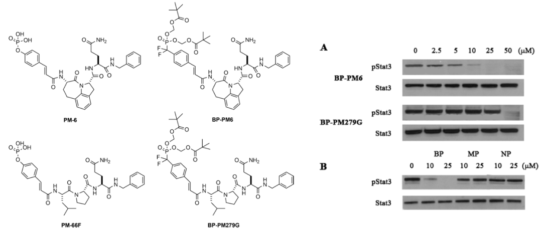 靶向难成药靶点STAT的磷酸肽类抑制剂：花开两朵，各表一枝医药新闻-ByDrug-一站式医药资源共享中心-医药魔方