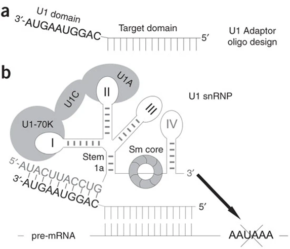 Ceptur Therapeutics：U1衔接子技术新锐，主攻新一代RNA靶向疗法医药新闻-ByDrug-一站式医药资源共享中心-医药魔方