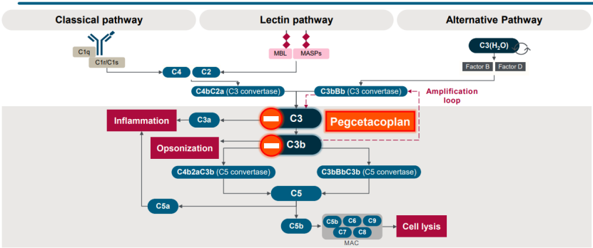 全球首款！Apellis补体C3抑制剂再获批，治疗地图样萎缩医药新闻-ByDrug-一站式医药资源共享中心-医药魔方