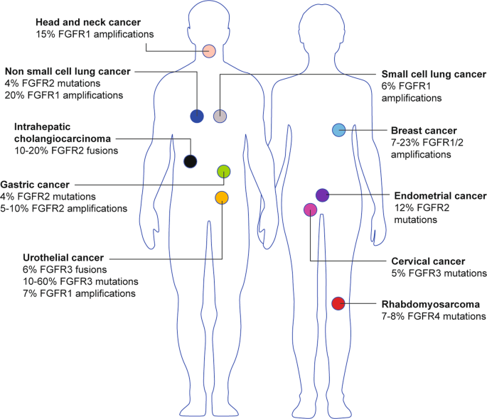 实力靶点FGFR：肝胆相照，奋勇向前医药新闻-ByDrug-一站式医药资源共享中心-医药魔方